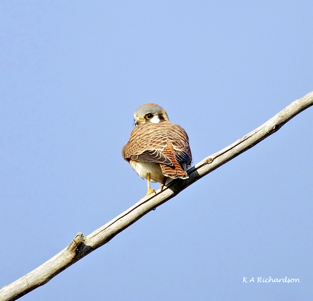 Kessie, the American Kestrel update – birds & musings