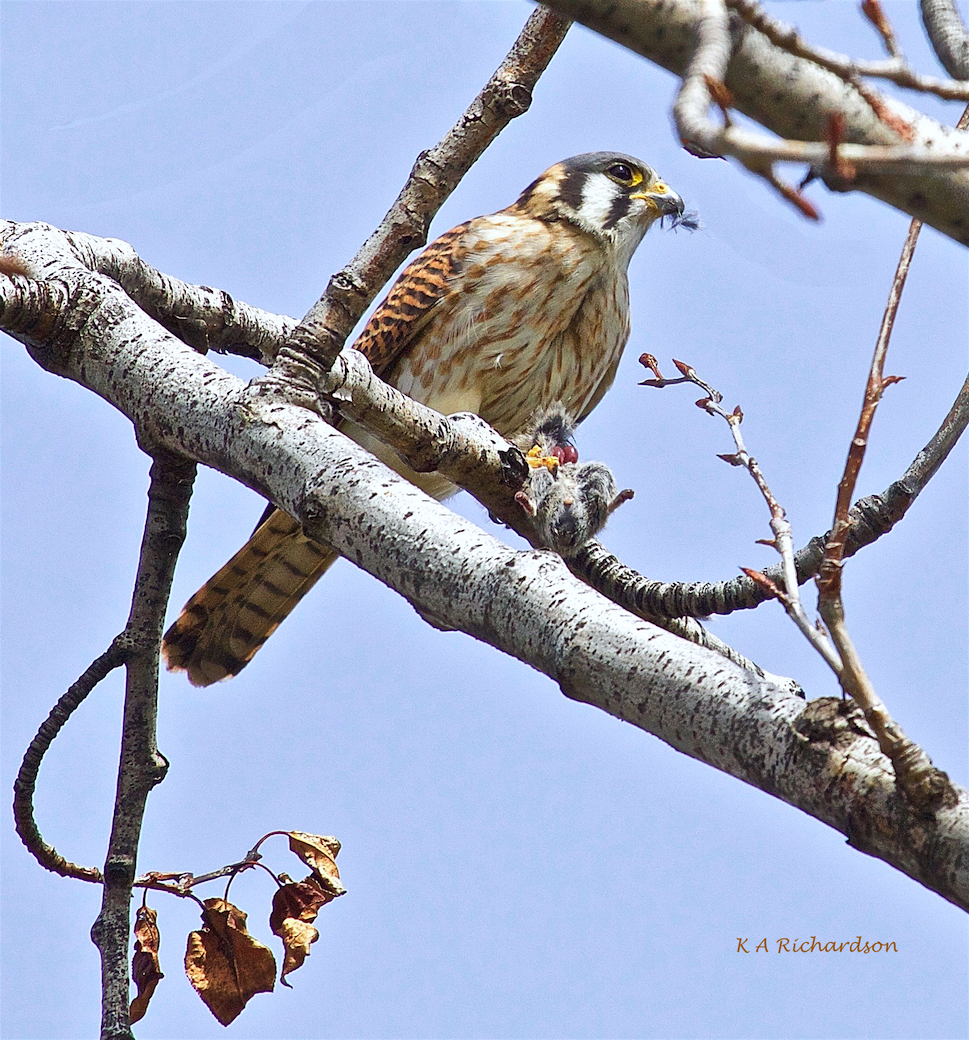 Kessie, the American Kestrel update – birds & musings